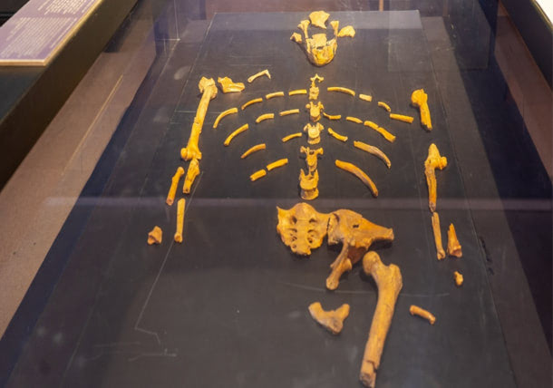 Lucy’s partial skeleton
